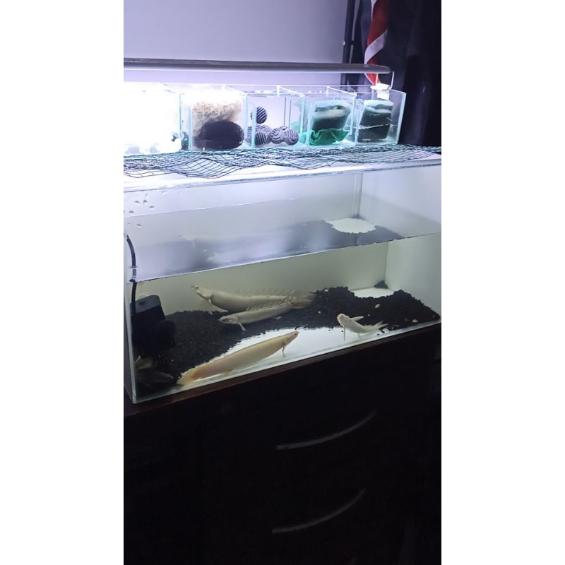 Jual Top Filter Kaca 5 Chamber (Cocok untuk Aquarium Ukuran 60 cm ...