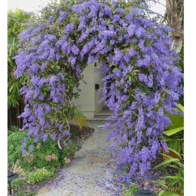 Jual Tanaman Bunga Petrea Biru Ungu / Bunga Juntai Petrea Ungu / Petrea ...