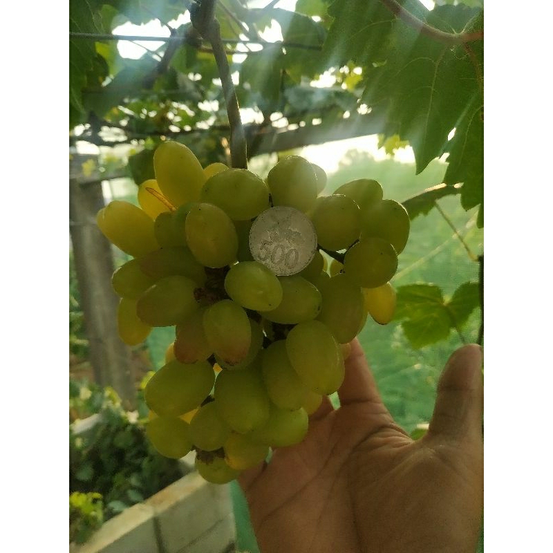 Jual Bibit anggur gozv dan taldun genjah tinggi 1 meter | Shopee Indonesia