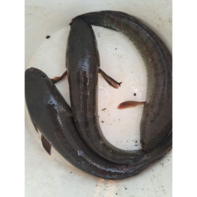 Jual Ikan Gabus Segar / Ikan Gabus Hidup | Shopee Indonesia