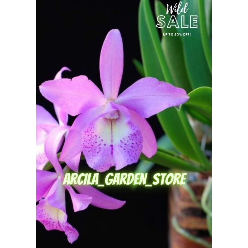 Jual Tanaman hias anggrek dendrobium remaja (Tracy purple) | Shopee ...