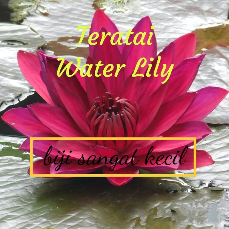 Jual Benih Bibit 1 Biji Bunga Teratai Water Lily Flare TROPICAL ...