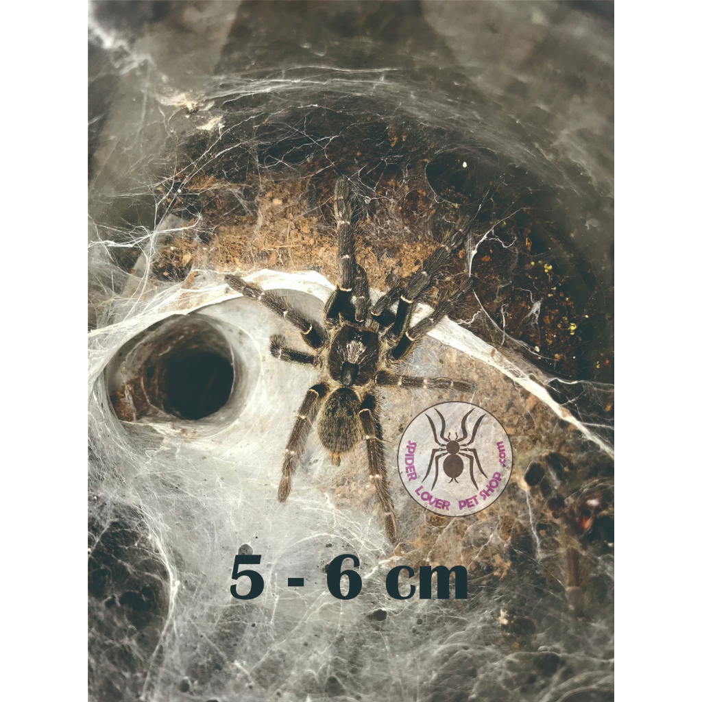 Jual ceratogyrus darlingi tarantula | Shopee Indonesia