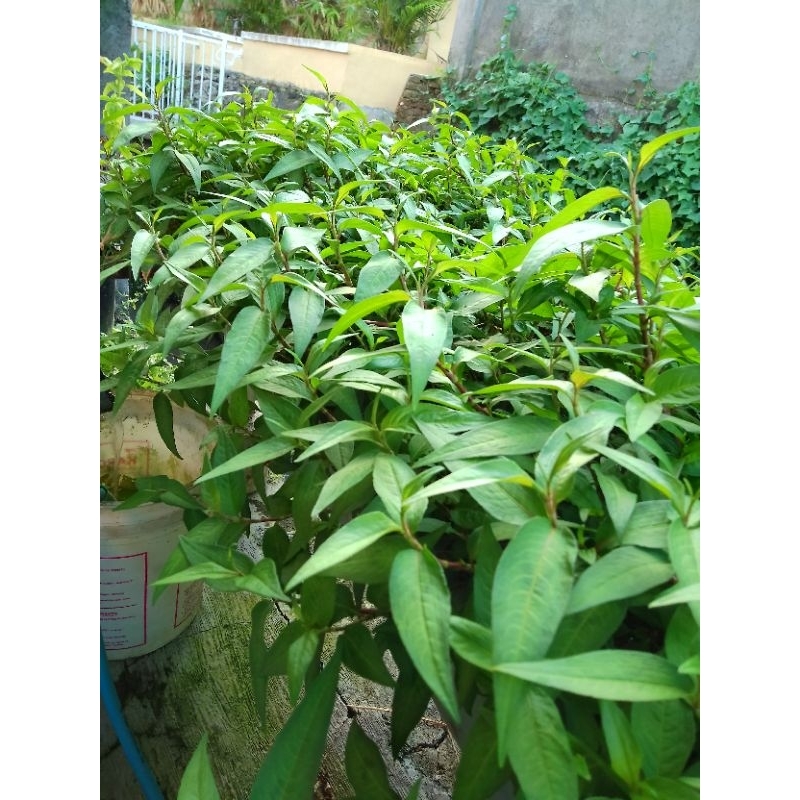 Jual DAUN KESUM/LAKSA/KAMBOJA MINT KEMASAN 200 GRAM | Shopee Indonesia