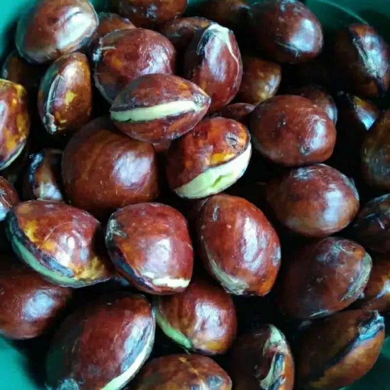 Jual Jengkol Tua 1kg | Shopee Indonesia