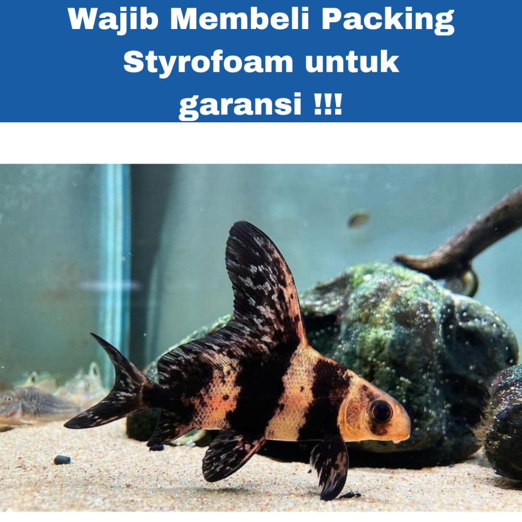 Jual Chinese High Fin Import China 8 - 10 cm / CHF Tankmate Predator ...