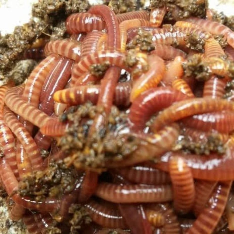 Jual CACING TANAH LR 100gram UNTUK PAKAN CANA DAN UMPAN GALATAMA LELE ...