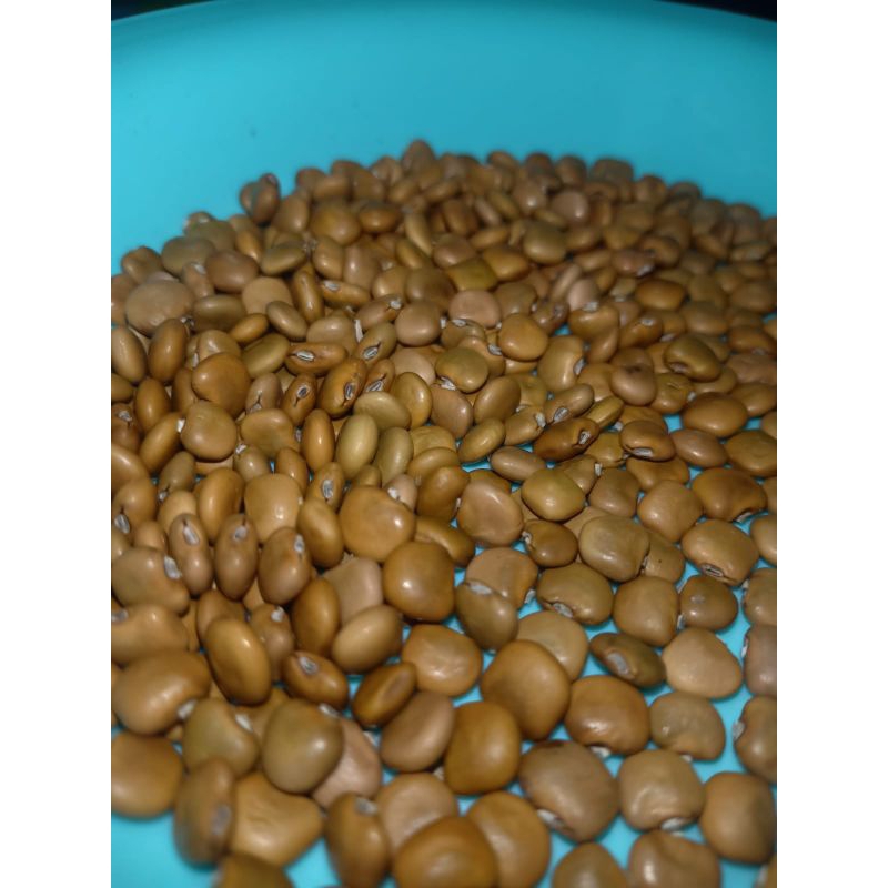 Jual Benih/Bibit Bengkoang Kemasan (500 gram) | Shopee Indonesia