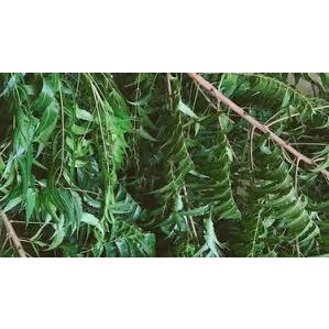 Jual DAUN MIMBA SEGAR DAUN MINDI 1KG | Shopee Indonesia