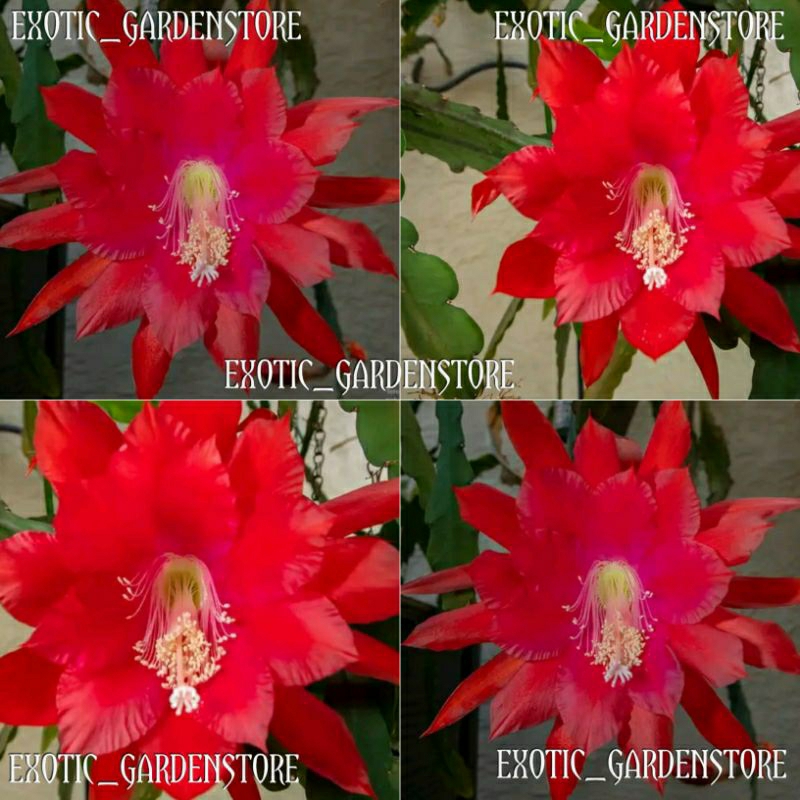 Jual Tanaman hias Epiphyllum ID KING ARTHUR (wijaya kusuma hybrida) 100 ...