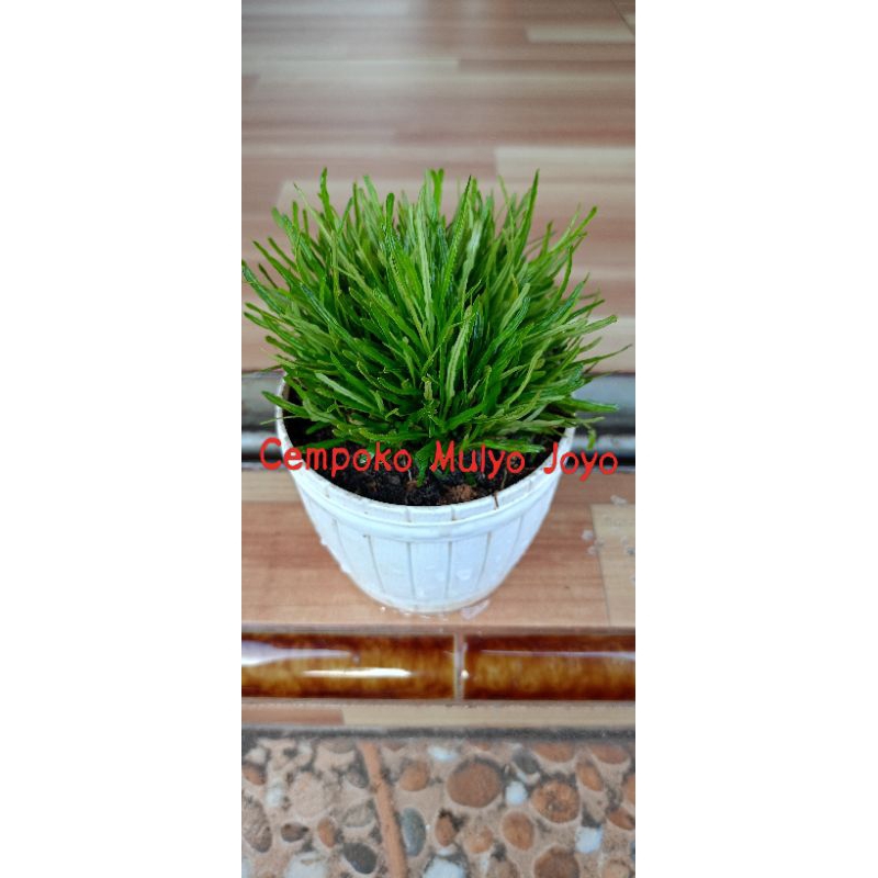Jual Krokot Jarum Hijau (Aquascape) | Shopee Indonesia