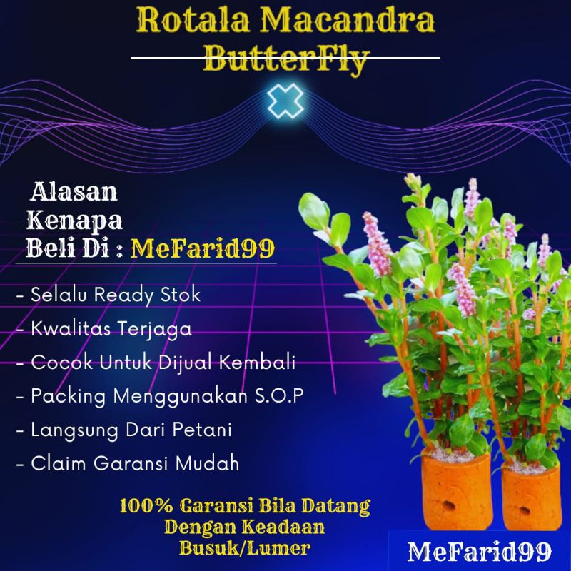 Jual Rotala Macandra Butterfly Tanaman Aquascape Hight Co2 (Tanaman ...