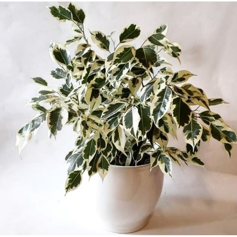 Jual BERINGIN VARIEGATA UKURAN DEWASA / ficus benjamina variegata ...