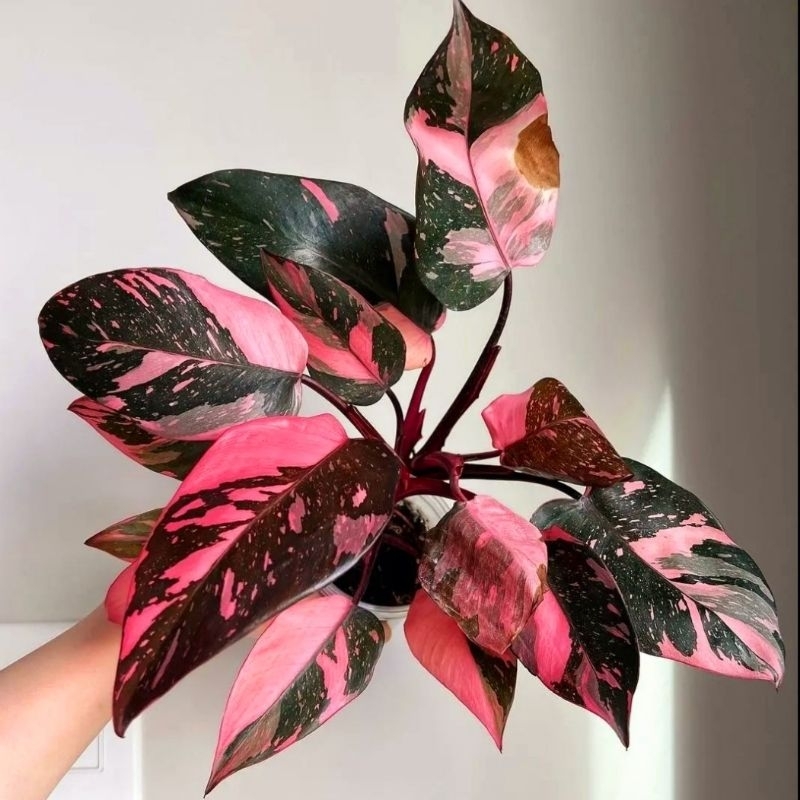 Jual Tanaman Hias Philodendron Pink Princess Super Pink / Philo Pink ...