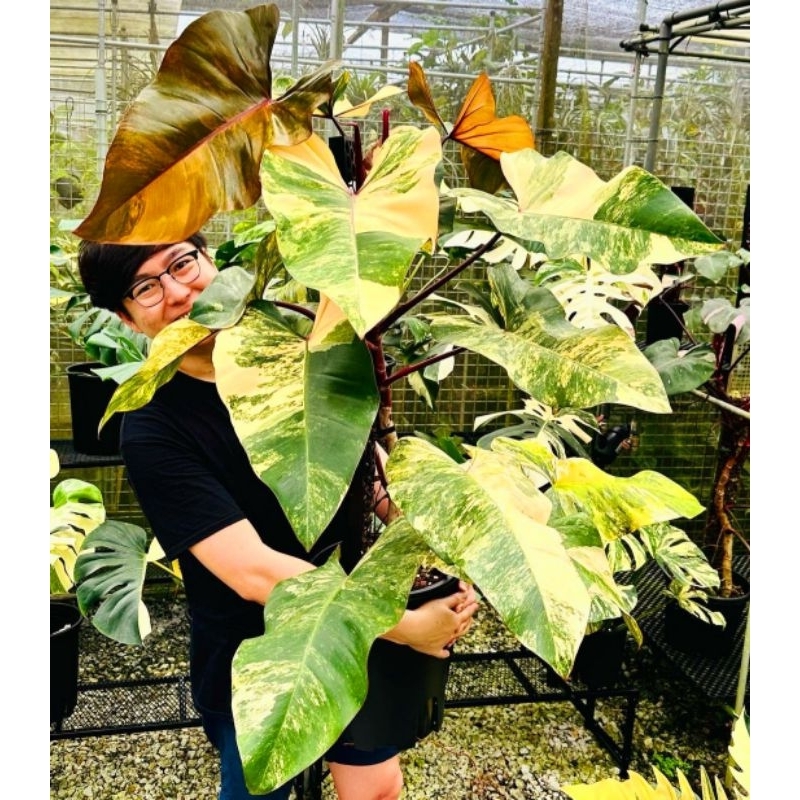 Jual Tanaman Hias Philodendron Strawberry Shake / Philo Pink Princes ...