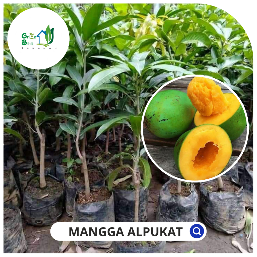 Jual BIBIT BUAH MANGGA ALPUKAT - BIBIT MANGGA ALPUKAT Griya Bibit ... Jual BIBIT BUAH MANGGA ALPUKAT - BIBIT MANGGA ALPUKAT Griya Bibit ...