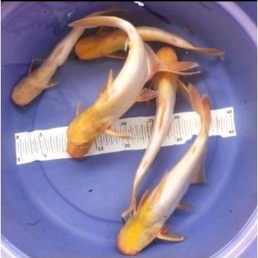 Jual Bibit ikan patin albino ukuran 13-15cm murah berkualitas | Shopee ...