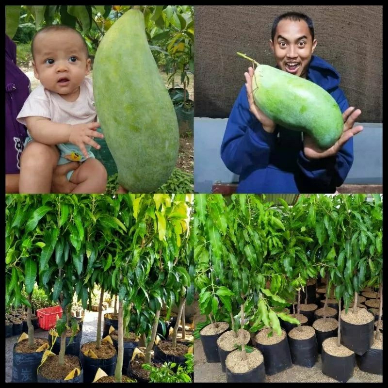Jual bibit mangga mahatir super besar tinggi 1 meter batang besar siap ...