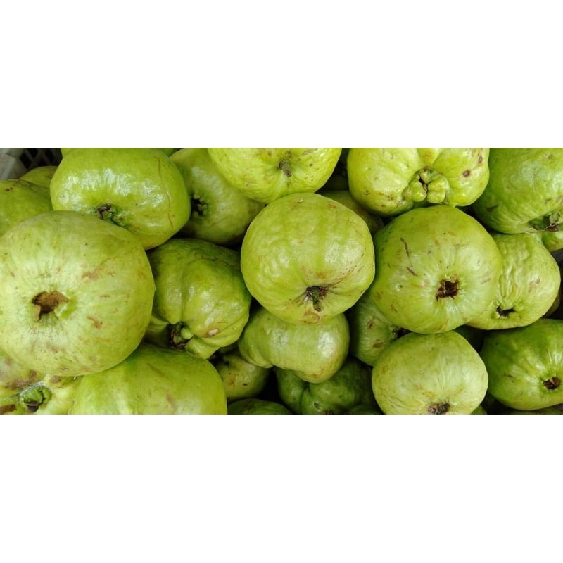 Jual JAMBU BIJI MERAH SEGAR kg | Shopee Indonesia
