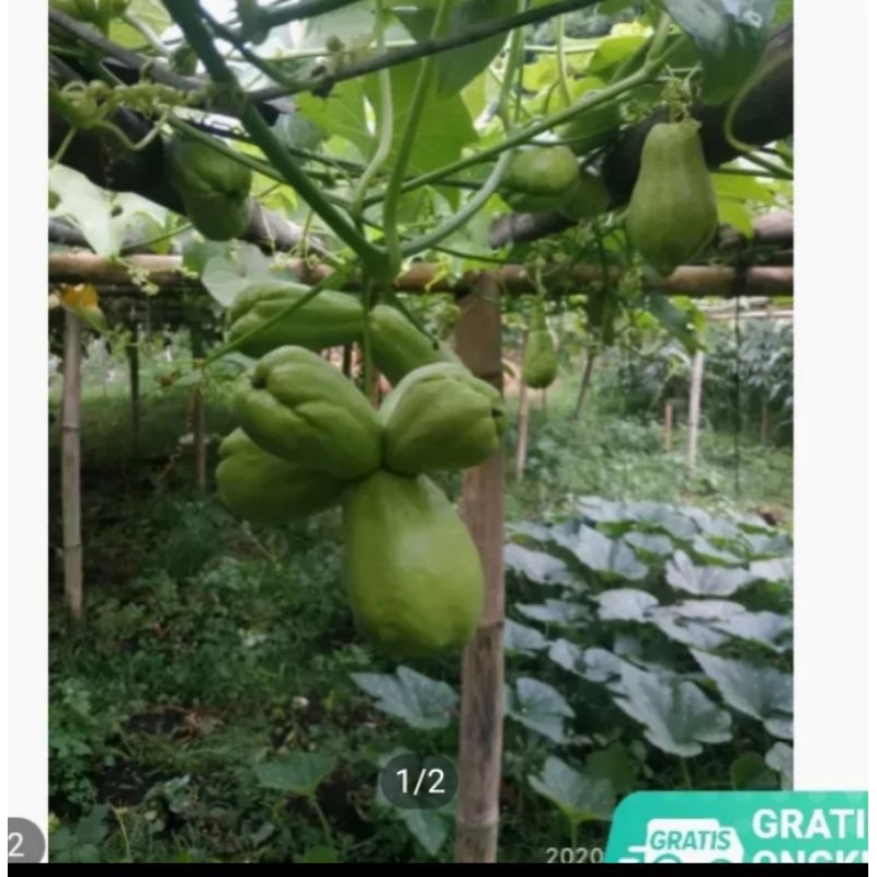 Jual Bibit/benih labu siam si anggur | Shopee Indonesia