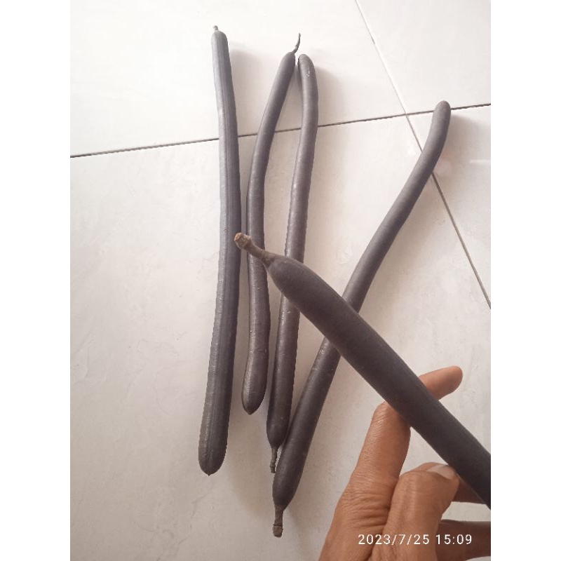 Jual buah asam trengguli / pohon raja | Shopee Indonesia