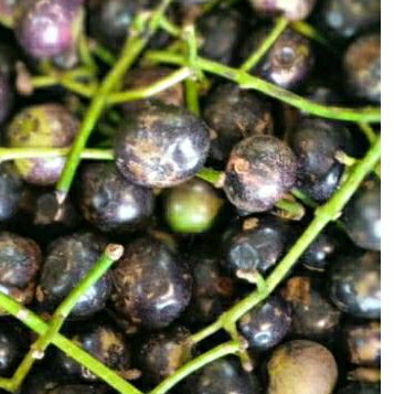 Jual Buah Gohok kupa Fresh | Buah kupa Super 1 kg | Shopee Indonesia