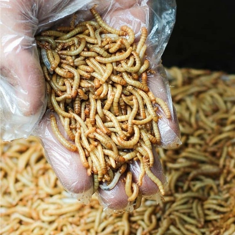 Jual ULAT HONGKONG HIDUP 250 GRAM PAKAN IKAN PREDATOR | Shopee Indonesia