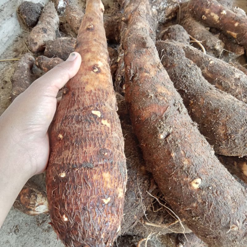 Jual talas mbothe mentah 1 kg / mbote/ enthek | Shopee Indonesia