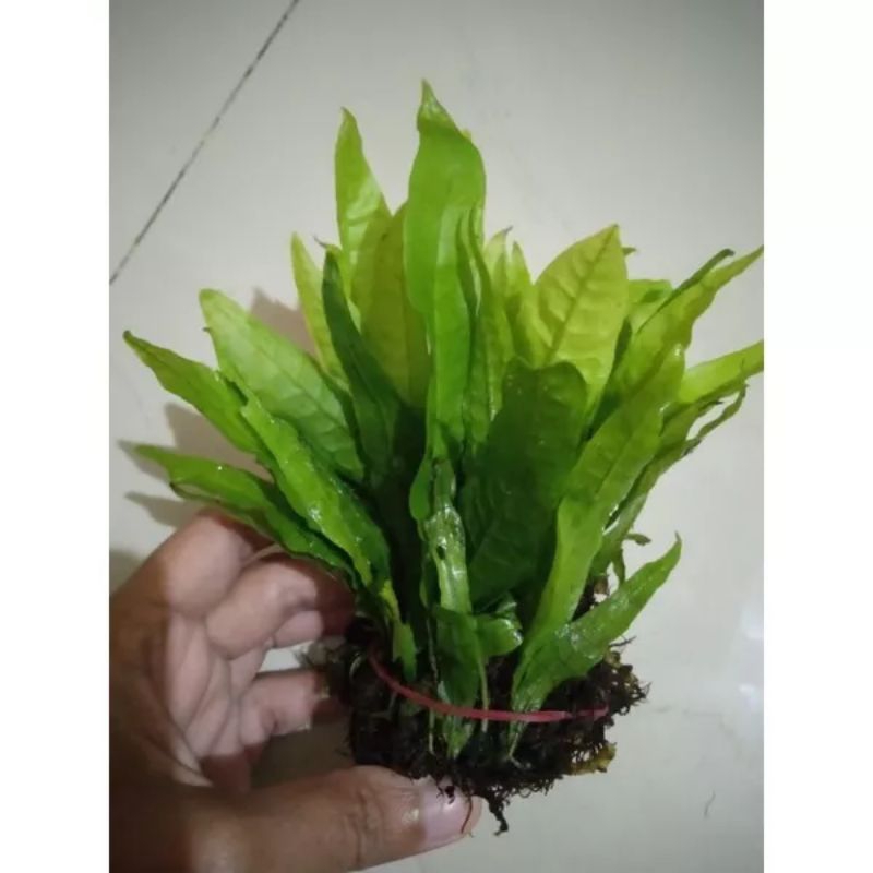 Jual Kadaka mini grade A tanaman aquascape aquarium | Shopee Indonesia