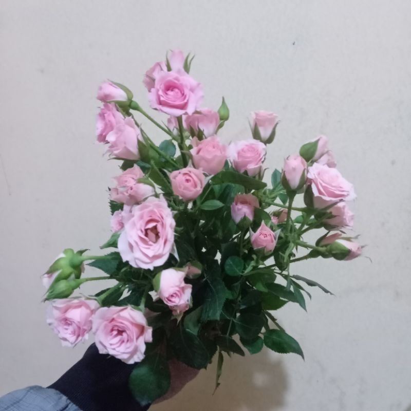 Jual bunga potong baby rose isi 10 tangkai | Shopee Indonesia