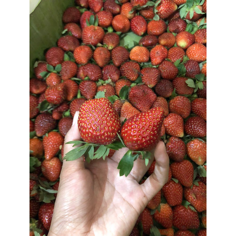 Jual stroberi strowberry lokal kemasan 250g fresh | Shopee Indonesia