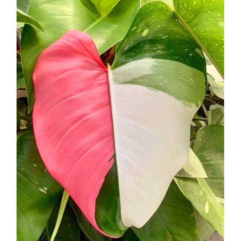 Jual Tanaman Hias Phillodendron Pink Princess / Philo Pink Princes ...