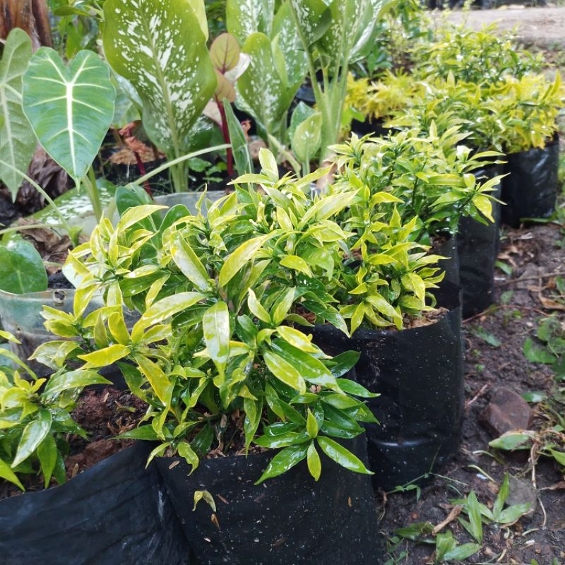Jual Tanaman hias sabrina gold / rombusa kuning bahan bonsai | Shopee ...