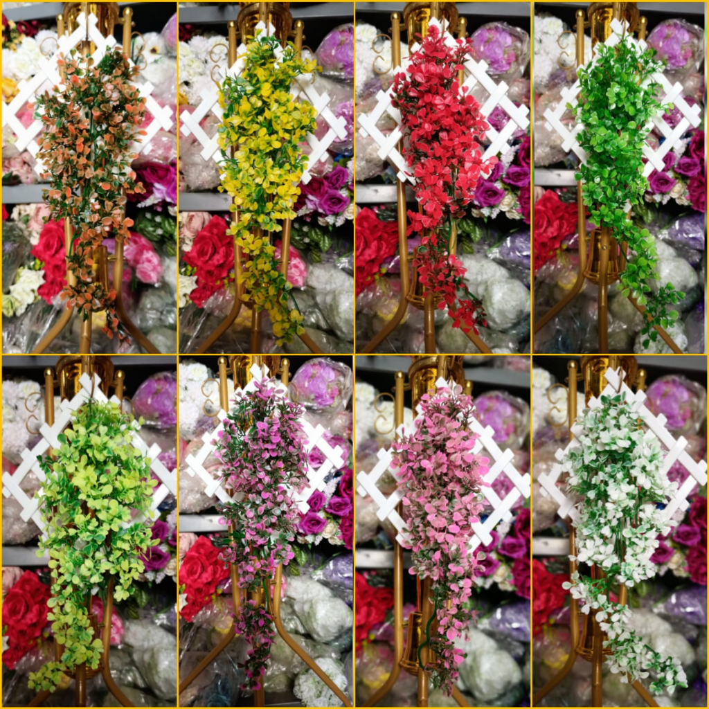 Jual rambat oxselia/bunga hias/rambat dinding/pagar/hlaman | Shopee ...