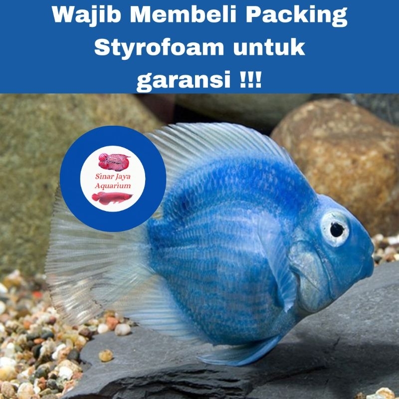 Jual Ikan Blue Parrot Tail & No Tail / Ikan Parrot Biru / Royal Blue ...