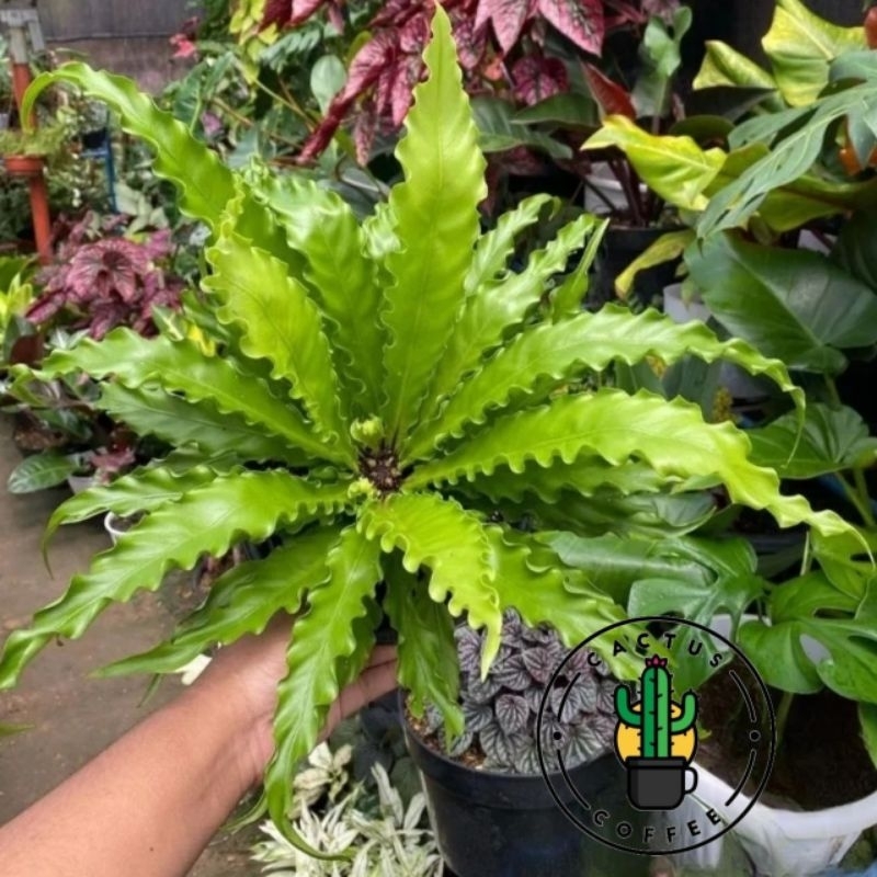 Jual Tanaman Hias Kadaka Osaka / Bunga Hias Kadaka Osaka Tanaman Hidup ...