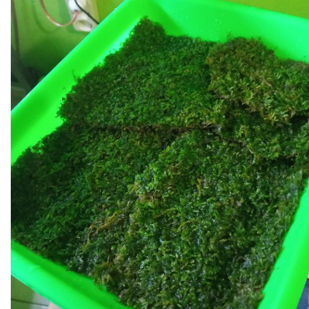 Jual JAVA MOSS WEAPING LEMPENG / TANAMAN AIR AQUASCAPE / AQUARIUM ...
