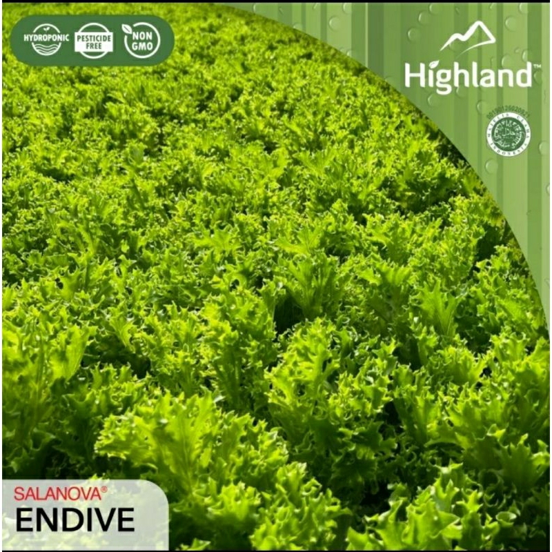 Jual Highland Salanova Endive Pack 500 gr - Salada | Shopee Indonesia