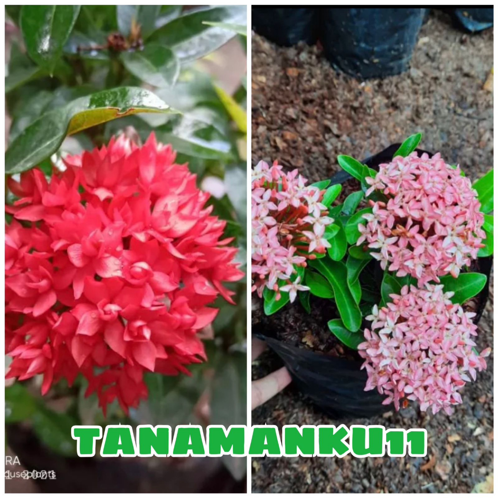 Jual paket 2 tanaman soka india soka jambon | Shopee Indonesia