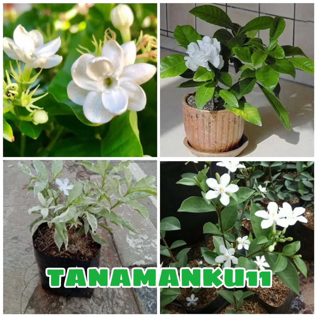 Jual paket 4 tanaman jenis melati putih kacapiring jasmin rambusa ...