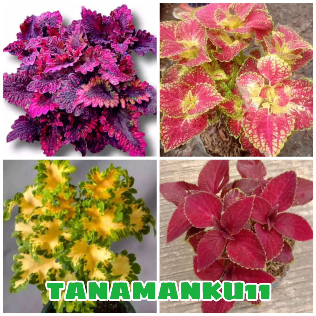 Jual paket 4 tanaman miana ekor naga ping miana ekor naga kuning miana ...