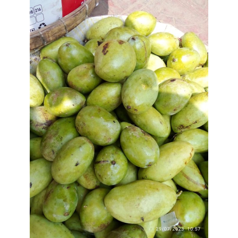 Jual mangga muda (rujak) 1kg | Shopee Indonesia