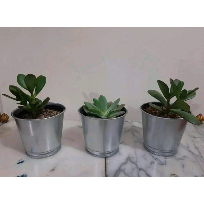 Jual Pot Kaleng Vintage Minimalis Garis | Shopee Indonesia
