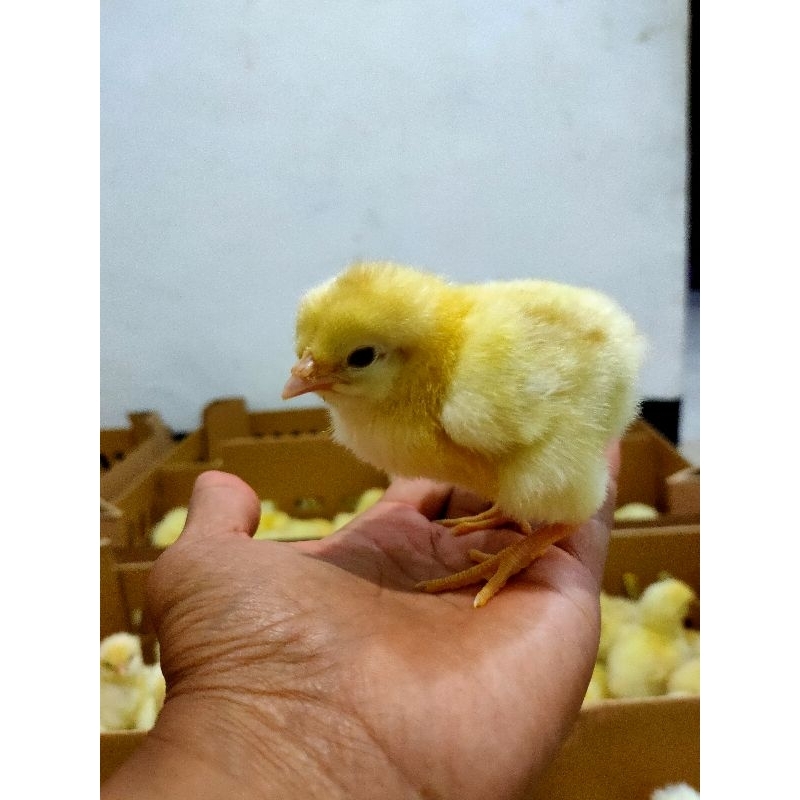 Jual DOC pejantan / anak ayam negeri | Shopee Indonesia
