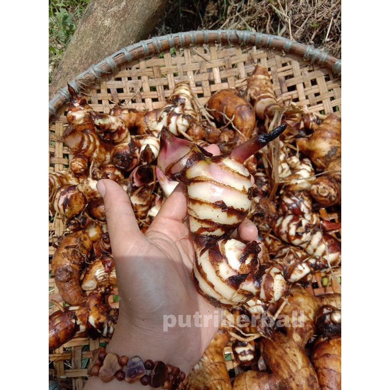 Jual UBI GANYONG UBI GANYOL SEGAR PER 1 KG | Shopee Indonesia