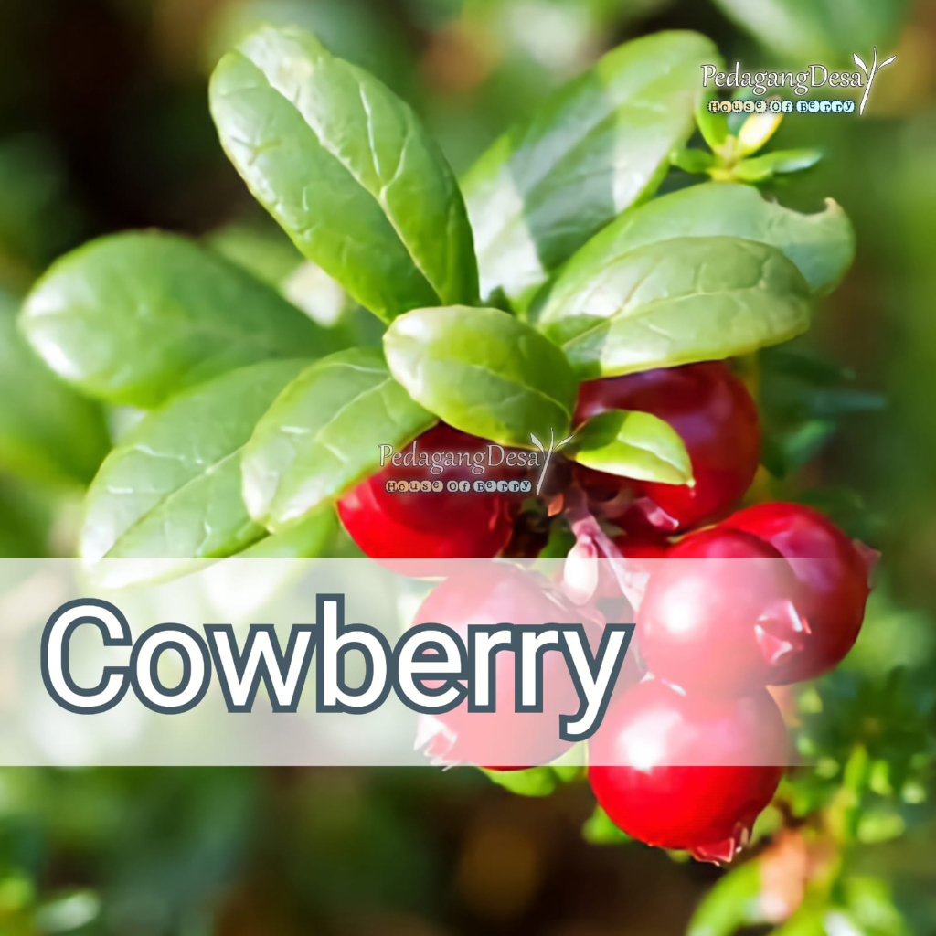 Jual Redberry | Lingonberry | Cowberry | Benih Bibit Import Super ...