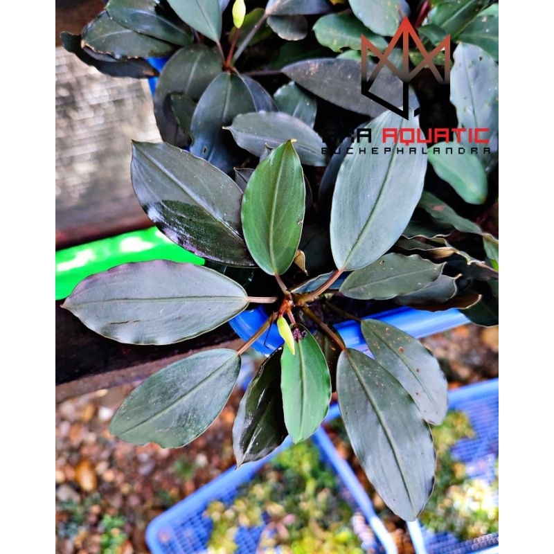 Jual bucephalandra silver grey ( 5 pcs ) | Shopee Indonesia