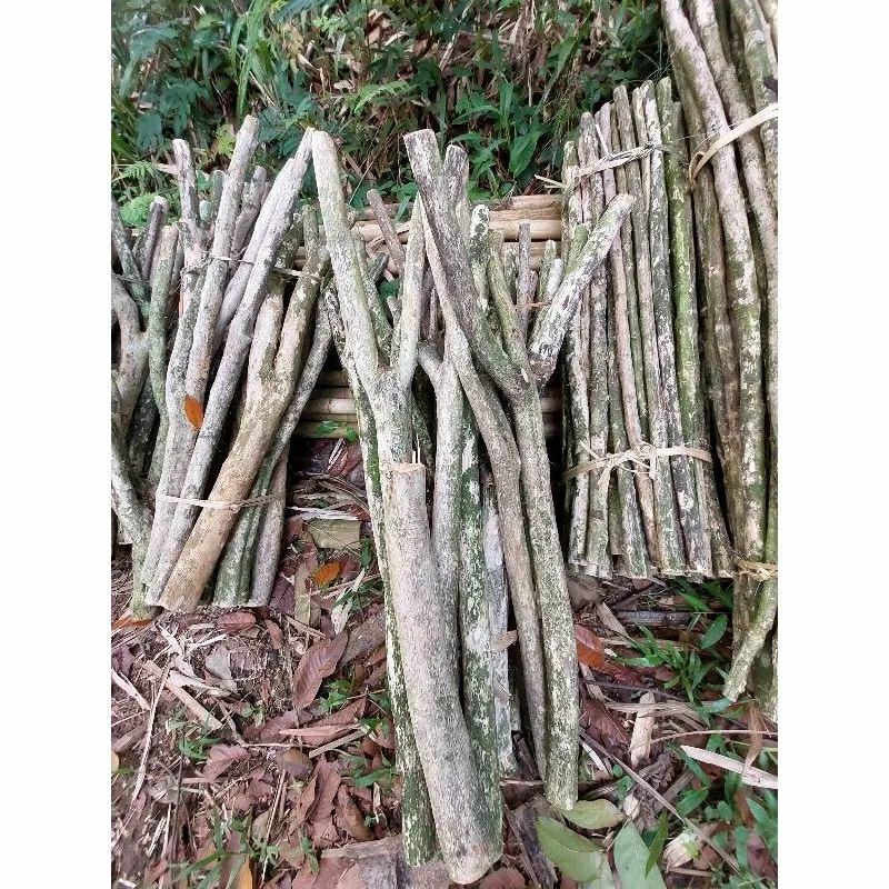 Jual MEDIA TANAM ANGGREK KAYU KOPI BERCABANG 4 TINGGI 1 METER | Shopee ...