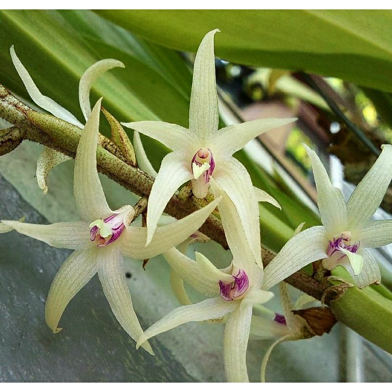 Jual Anggrek Eria Javanica | Shopee Indonesia