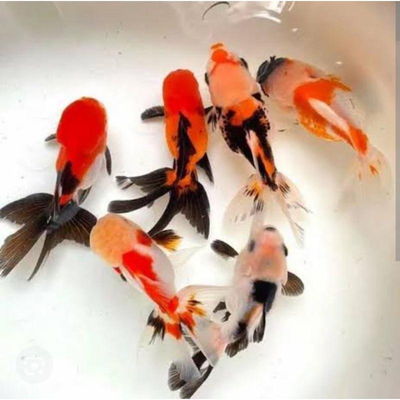 Jual Promo pket 3 pcs koki Tricolor panda bagus dibesarkan | Shopee ...
